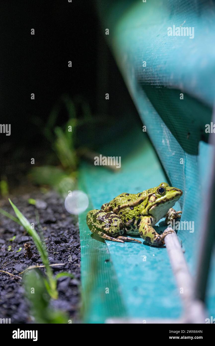 Jesserndorf, Germany. 27th Mar, 2024. A water frog sits on an amphibian ...
