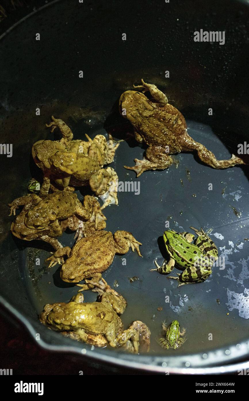 Jesserndorf, Germany. 27th Mar, 2024. Toads and frogs sit in a bucket ...