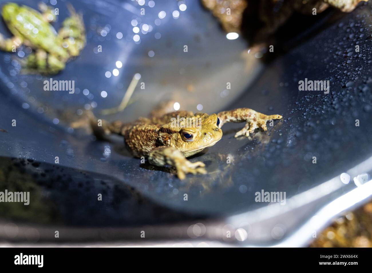 Jesserndorf, Germany. 27th Mar, 2024. A common toad stretches to get ...