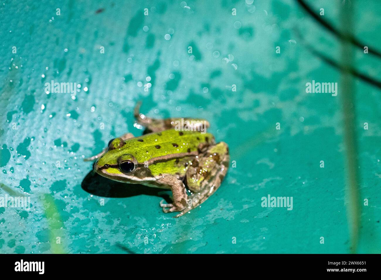 Jesserndorf, Germany. 27th Mar, 2024. A frog sits on an amphibian fence ...