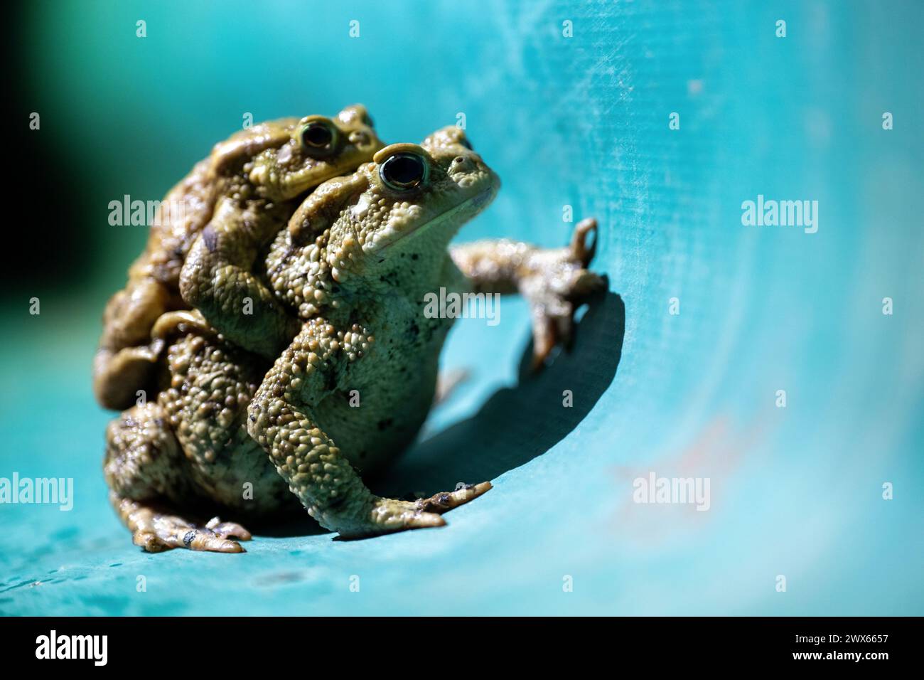 Jesserndorf, Germany. 27th Mar, 2024. A pair of common toads sits on an ...