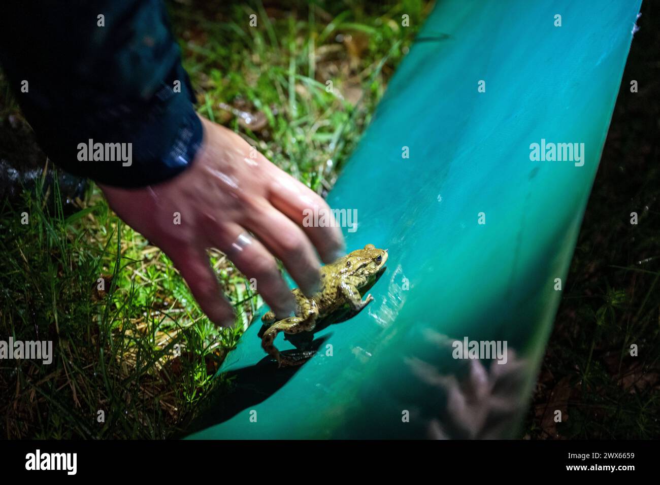 Jesserndorf, Germany. 27th Mar, 2024. A helper collects a toad from a ...