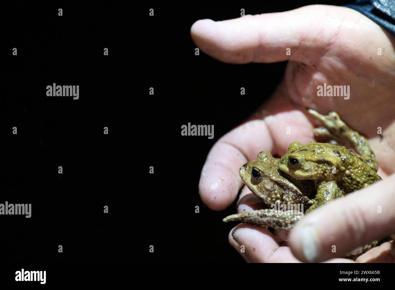 Jesserndorf, Germany. 27th Mar, 2024. A pair of common toads sits on ...