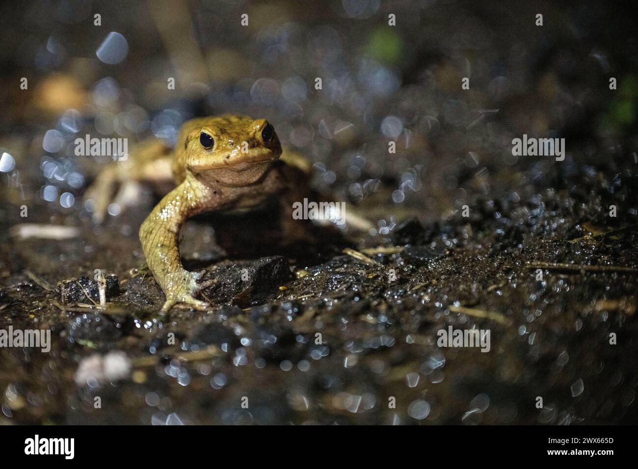 Jesserndorf, Germany. 27th Mar, 2024. A common toad walks across a wet ...