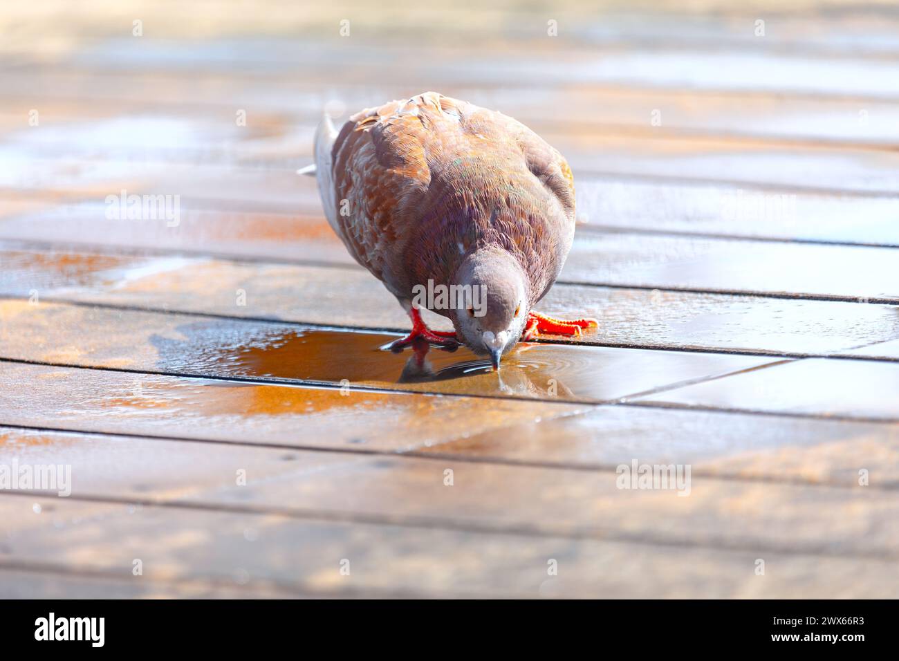 Pigeon drinking from puddle hi-res stock photography and images - Alamy