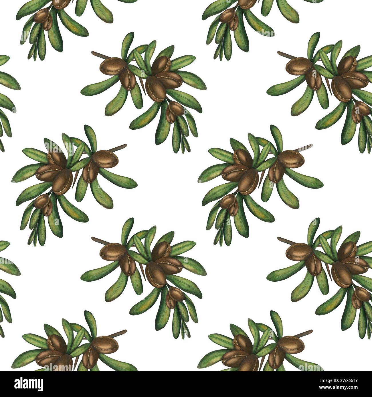 Seamless pattern of Argan tree seeds. Brown Argan nut with leaves ...