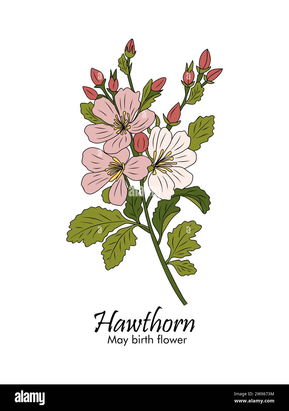 Hawthorn colored outline drawing vector on white Stock Vector Image ...