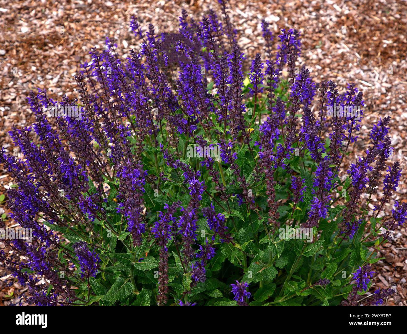 Closeup of the dark purple flowers of the perennial garden sage plant ...