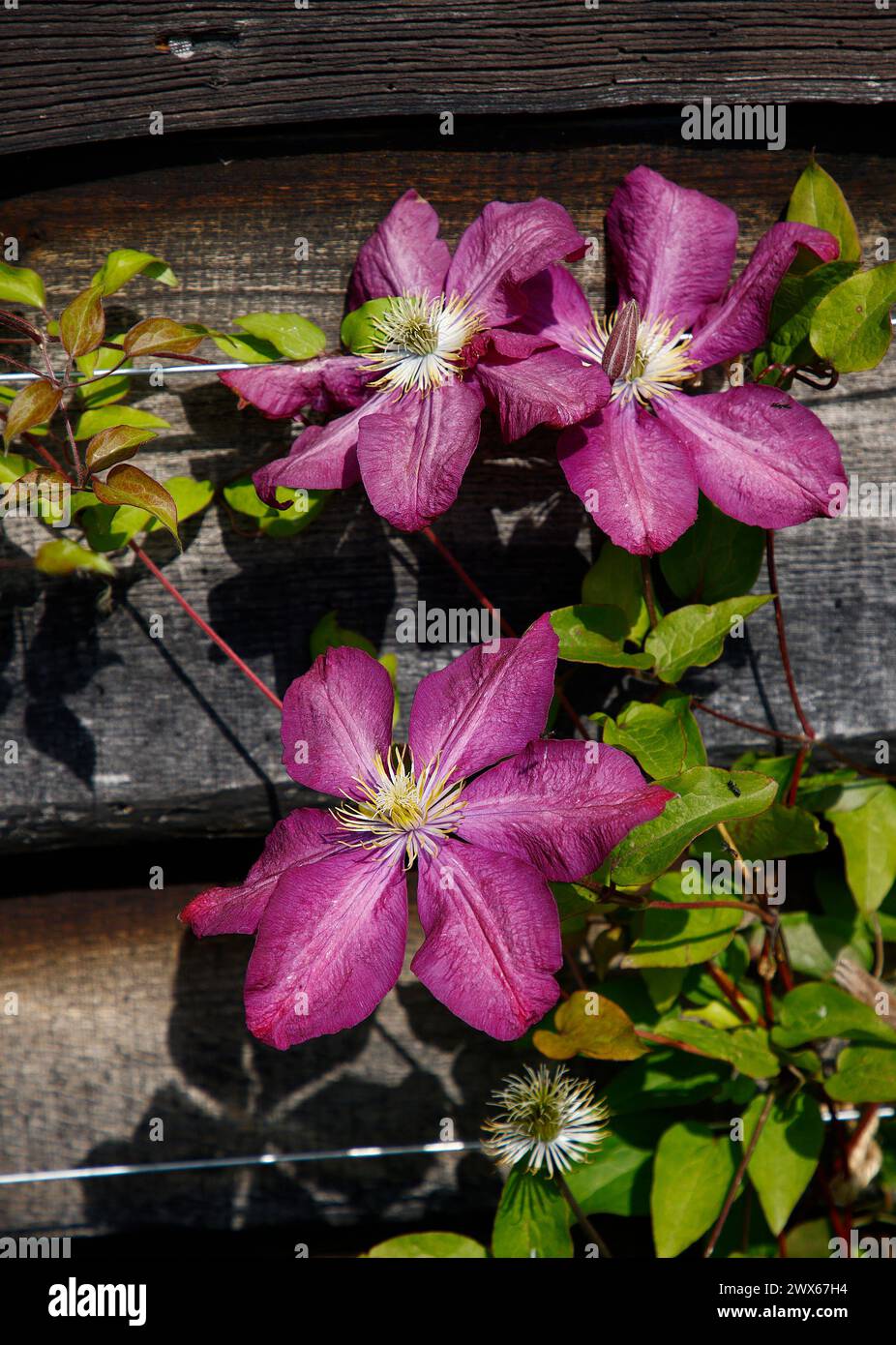 Closeup of the ruby red flowers of the garden climbing plant Clematis ...