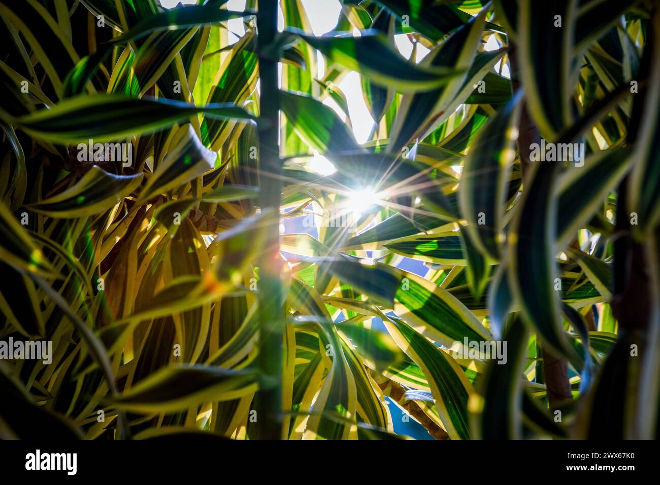 Sunlight reaching through the Plants of a Garden Stock Photo - Alamy