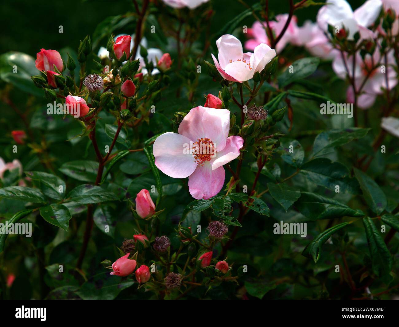 Closeup of the pale pink single flowers of the garden rose rosa the ...
