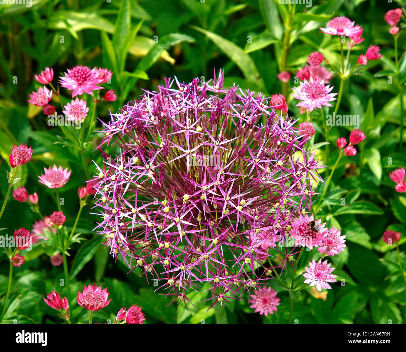 Bulb clusters hi-res stock photography and images - Alamy