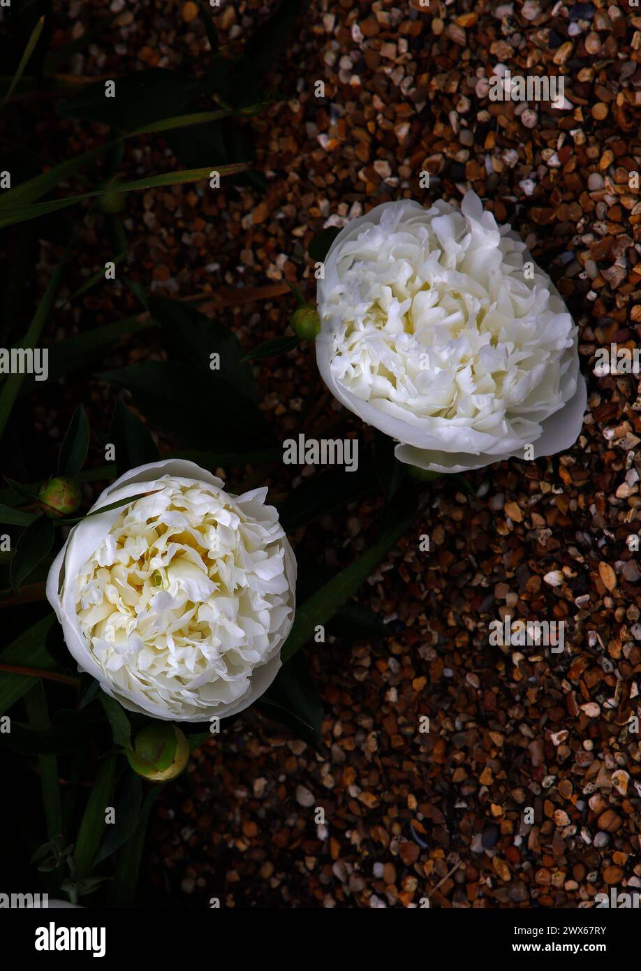 Closeup of the double white flowers of the herbaceous perennial garden ...