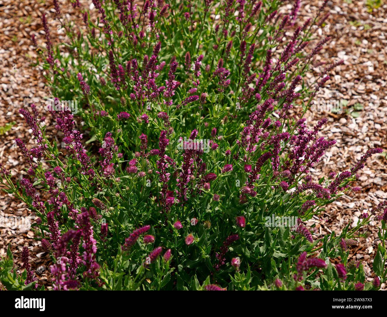 Closeup of the rose pink flowers of the perennial garden sage plant ...