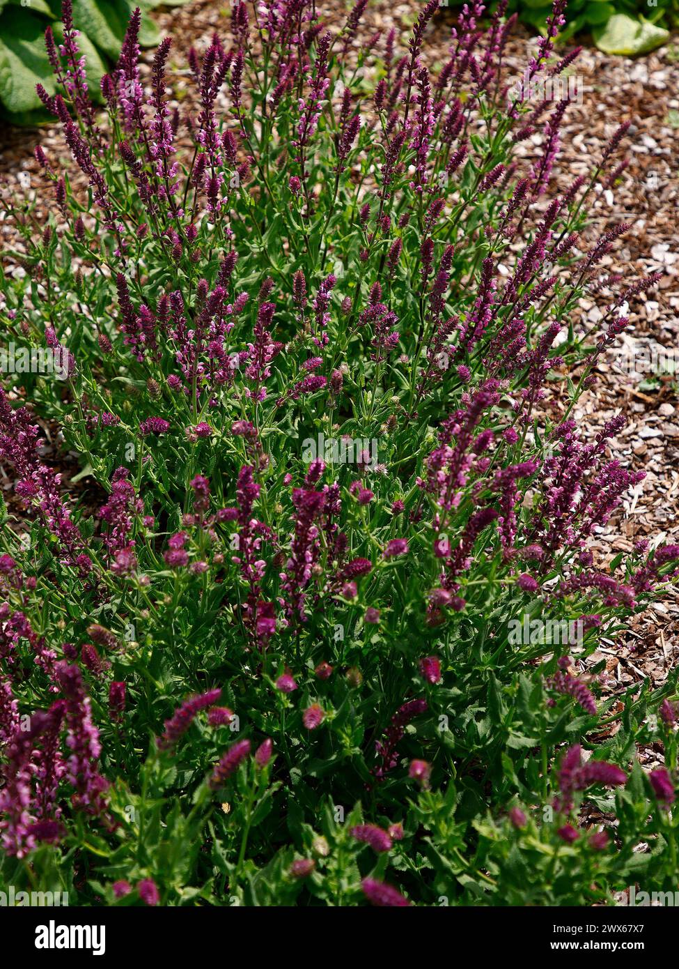 Closeup of the rose pink flowers of the perennial garden sage plant ...