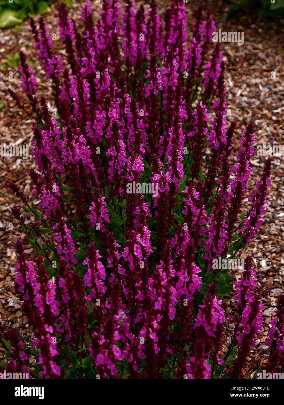Closeup of the rose pink flowers of the perennial garden plant salvia ...
