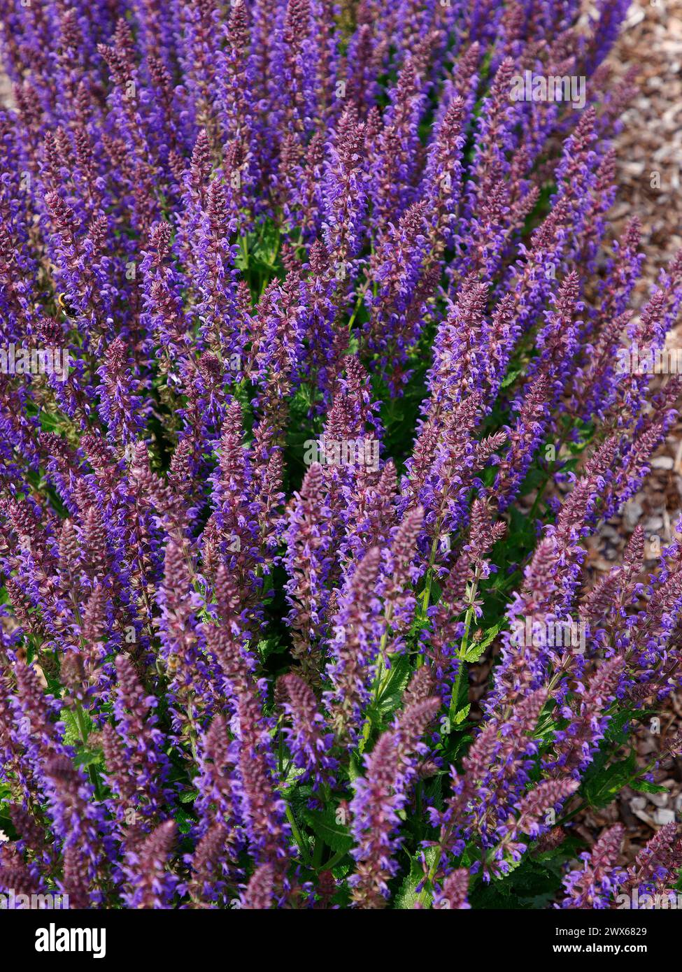 Closeup of the dark purple flowers of the perennial garden sage plant ...