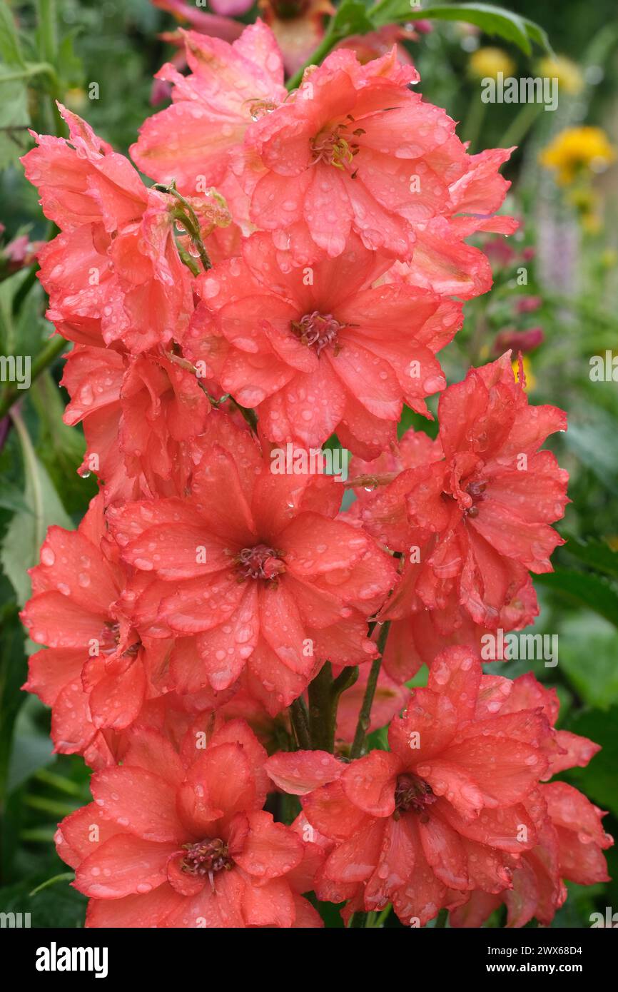 Semi double flowers hi-res stock photography and images - Alamy
