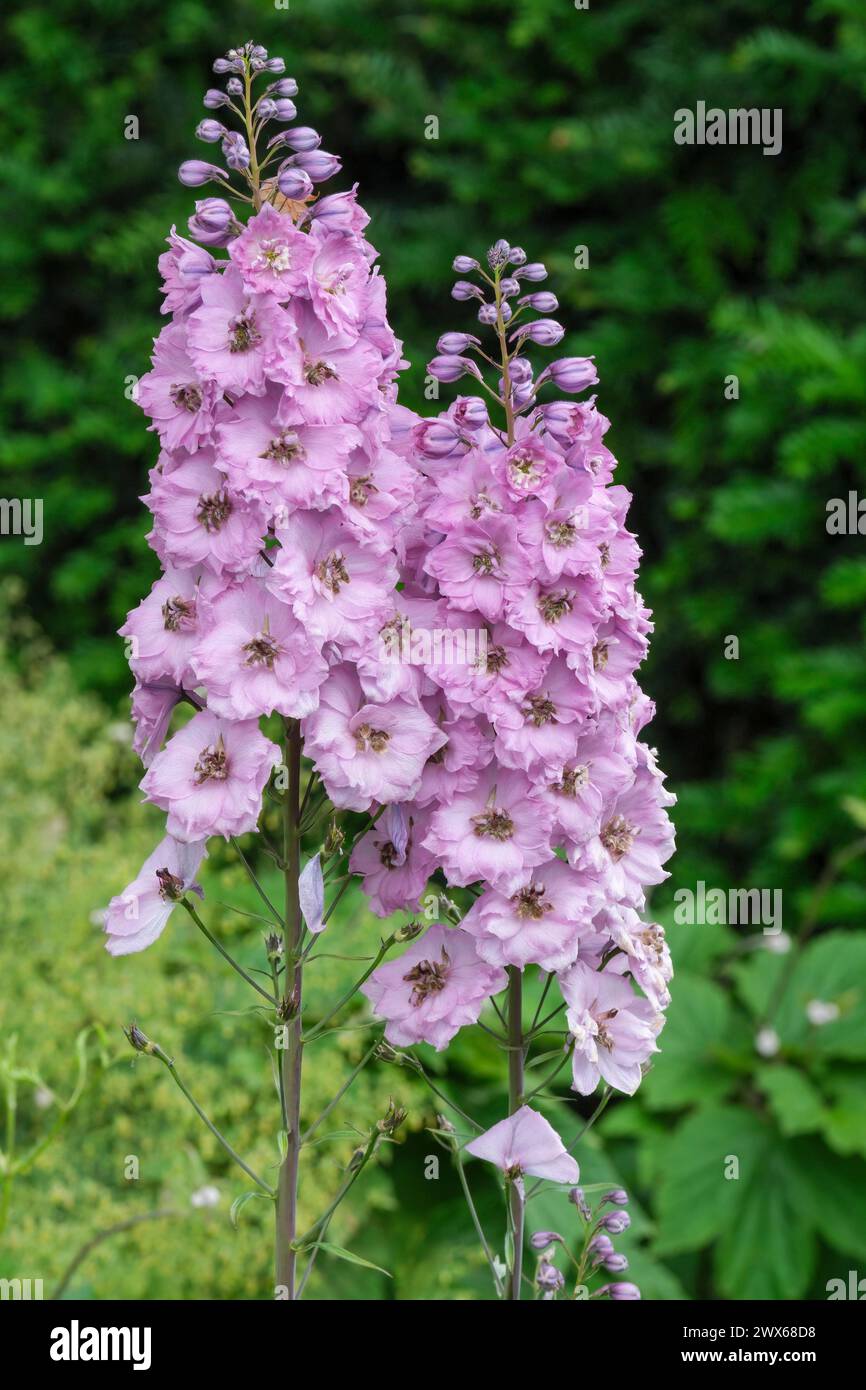 Delphinium Dusky Maidens Group, Delphinium elatum Dusky Maidens, semi ...