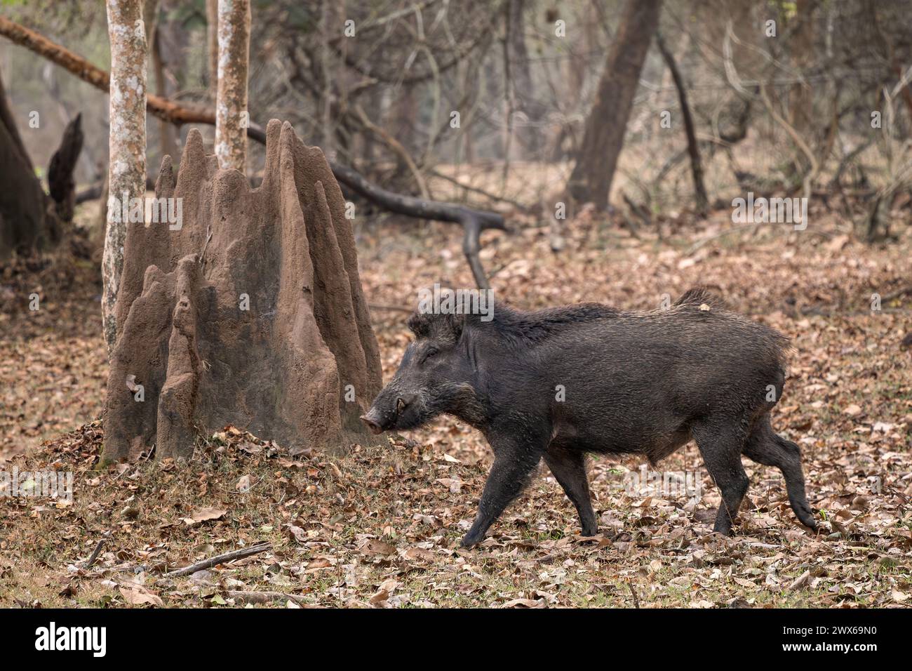Indian Wild Boar - Sus scrofa cristatus, large forest mammal from South ...
