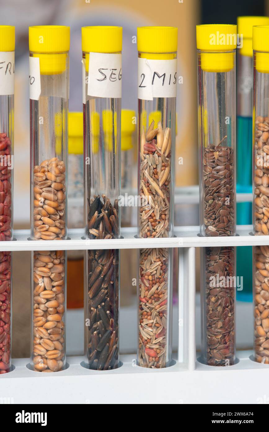 Different Seeds in Test Tubes Stock Photo - Alamy