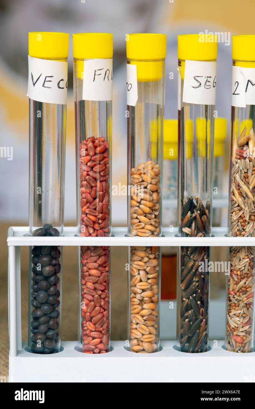 Different Seeds in Test Tubes Stock Photo - Alamy