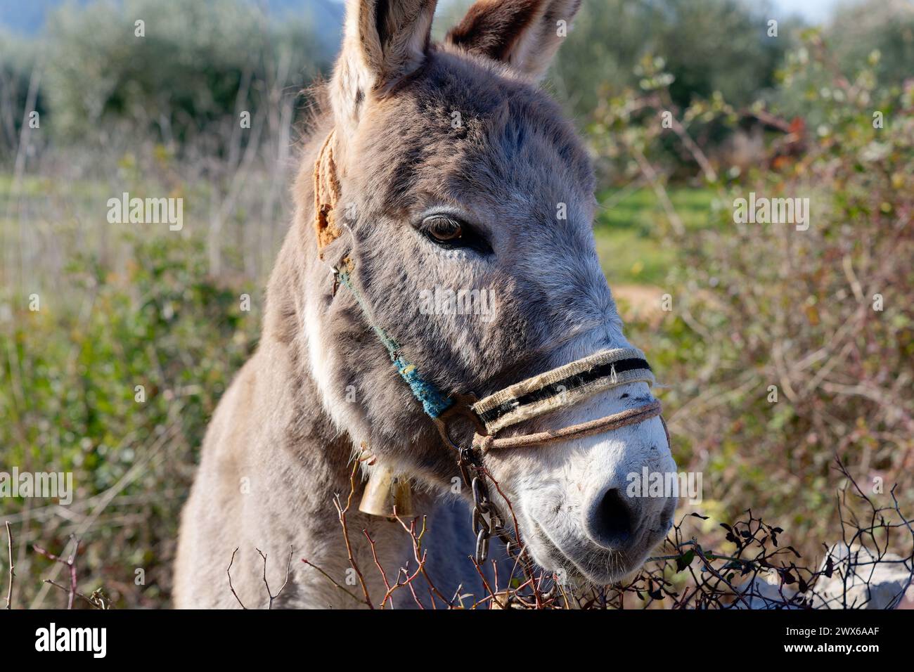 Donkey colt hi-res stock photography and images - Alamy