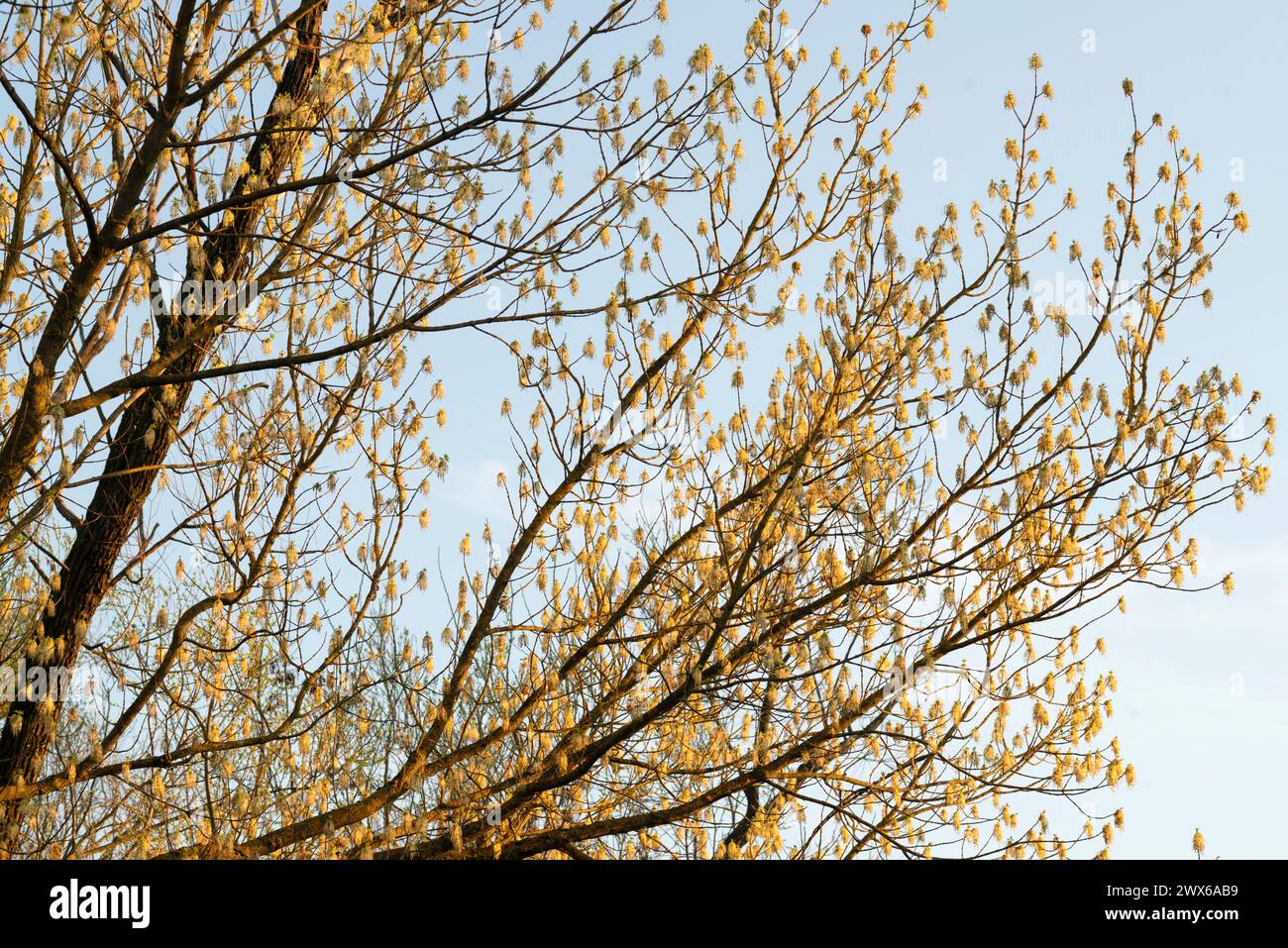 Italy, Lombardy, Box Elder, Acer Negundo, Female Flowers in Spring ...