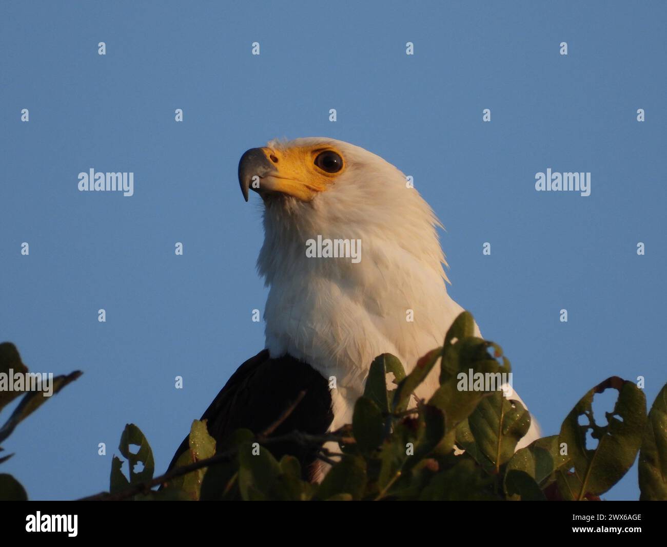 African raptor species hi-res stock photography and images - Alamy