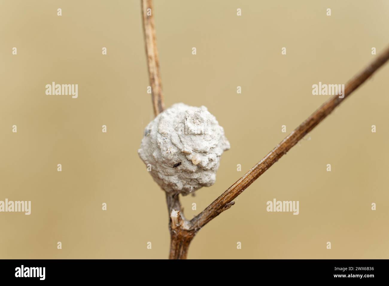 Nest of the solitary potter wasp (Eumenes Stock Photo - Alamy
