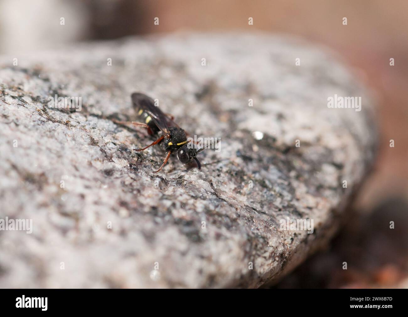 Nyssonini hi-res stock photography and images - Alamy