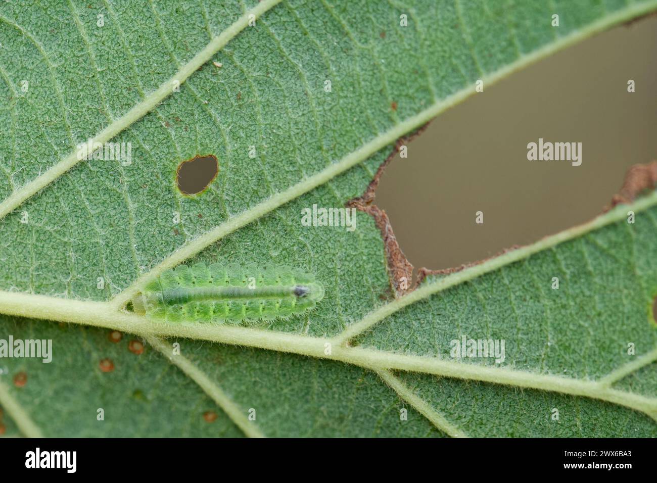 Alder sawfly larva hi-res stock photography and images - Alamy