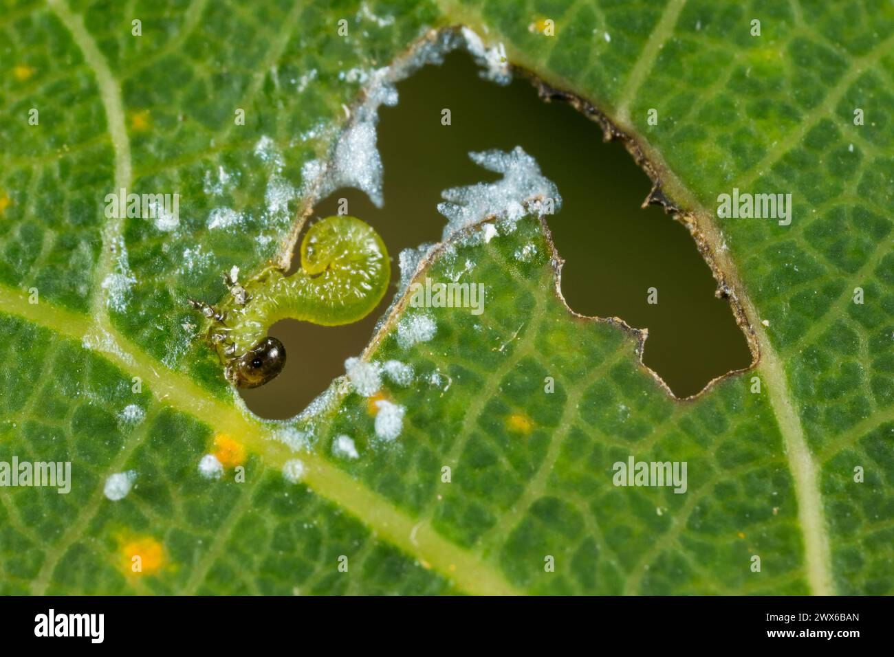 Sawfly larva (Stauronematus platycerus) with it's protective saliva ...