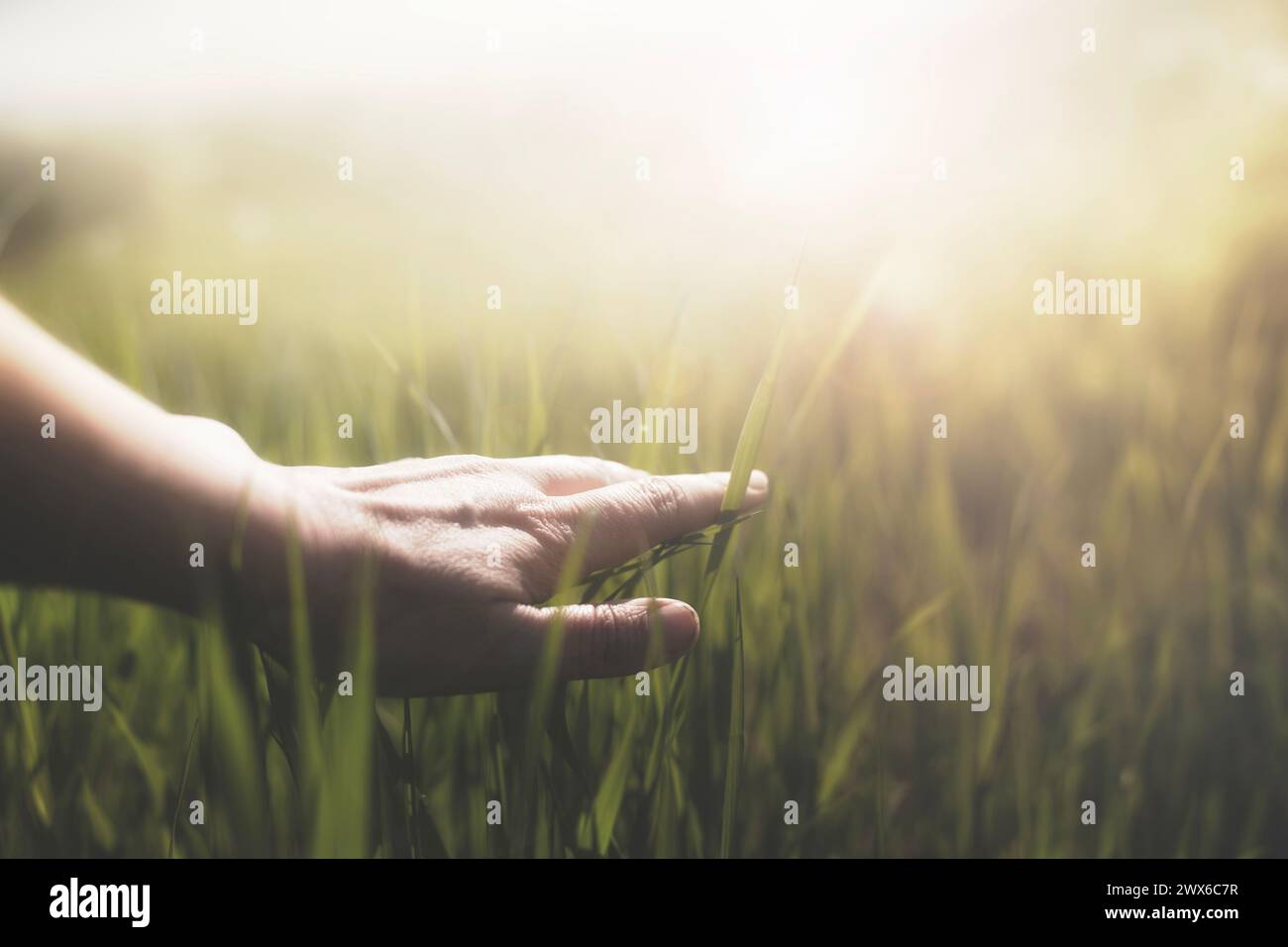 Woman touches fresh grass hand hi-res stock photography and images - Alamy