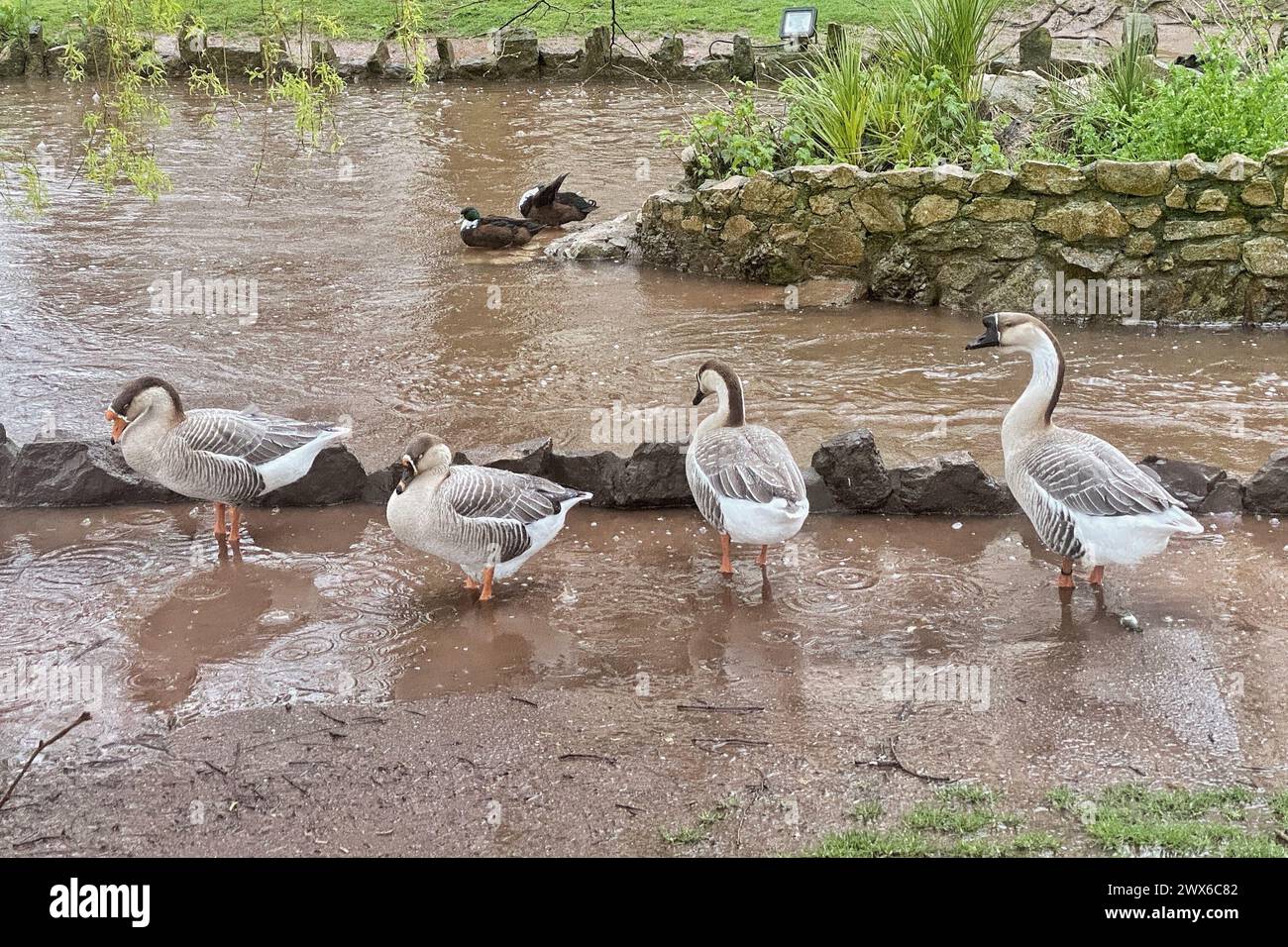 Geese paddling in a group hi-res stock photography and images - Alamy