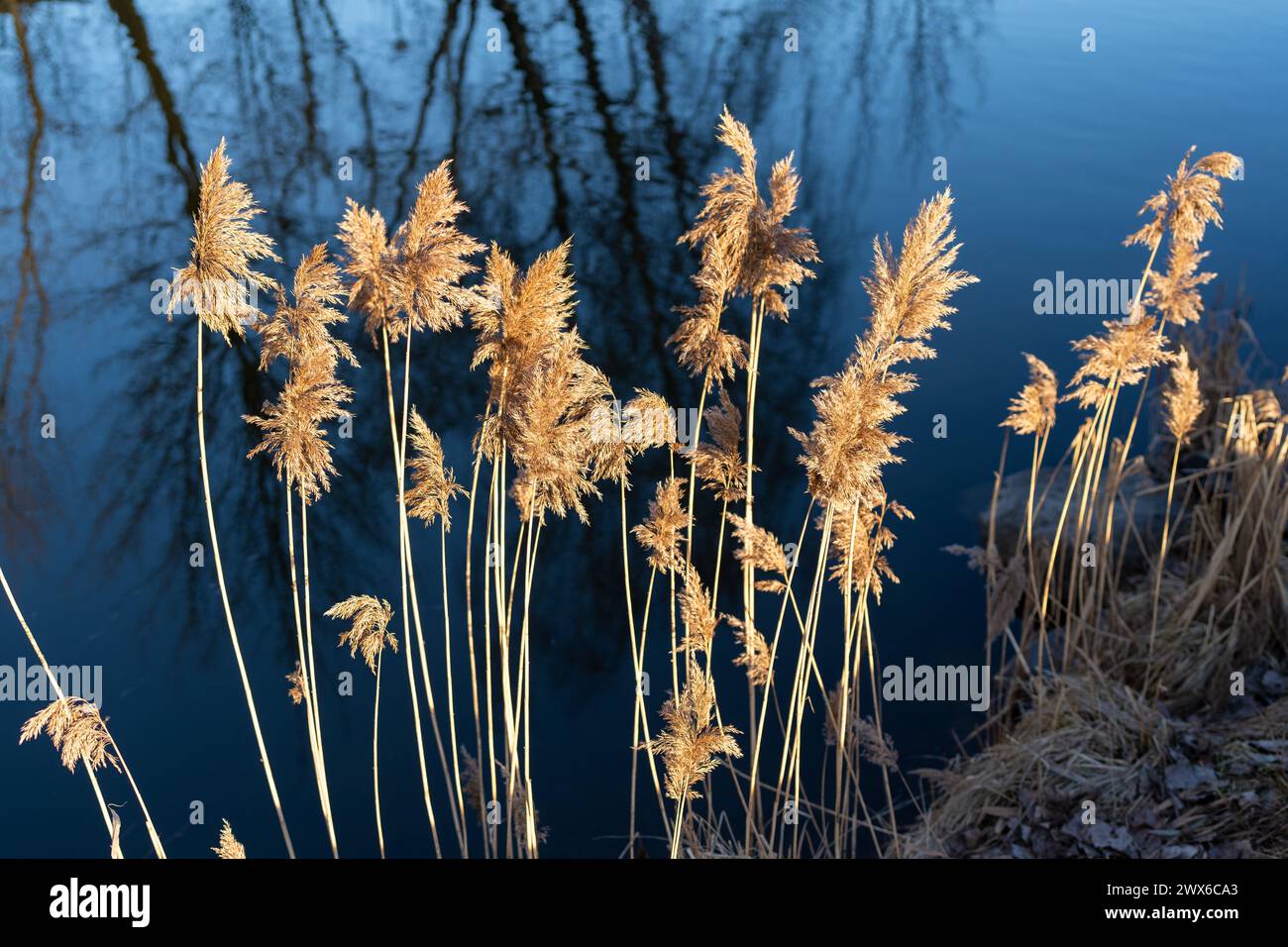 Reed sway in water hi-res stock photography and images - Alamy
