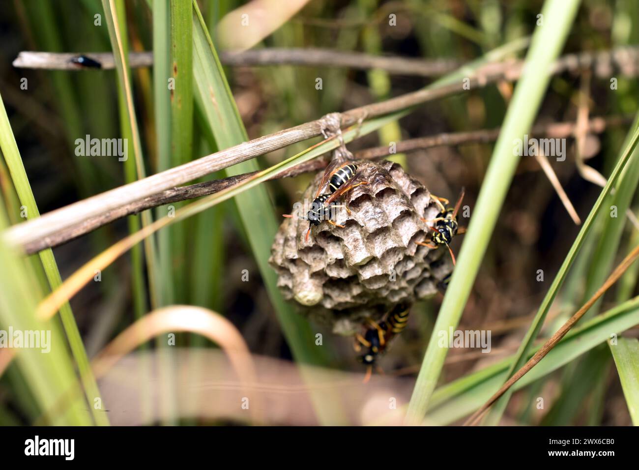 Wasp on an aspen forest in nature in summer. Close-up. High quality ...