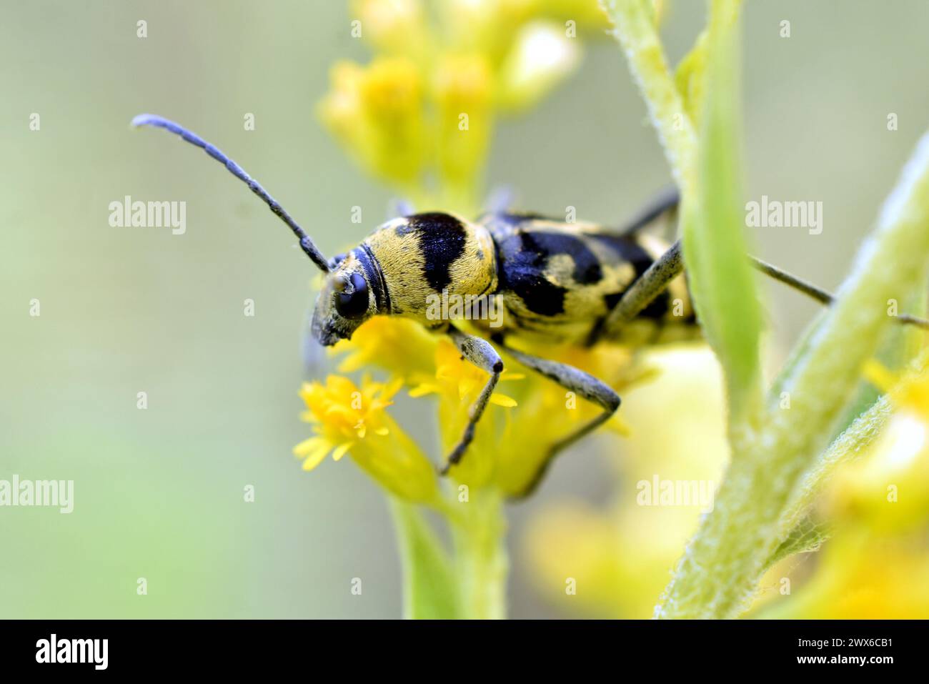 A yellow longhorned beetle with black stripes on its back sits on a ...