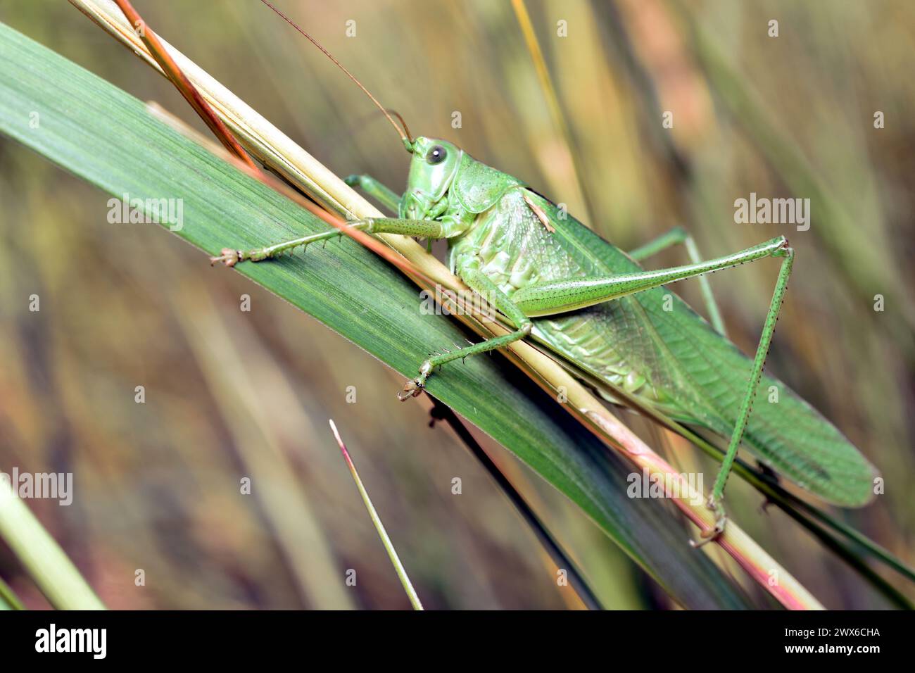 Grasshopper side view hi-res stock photography and images - Alamy