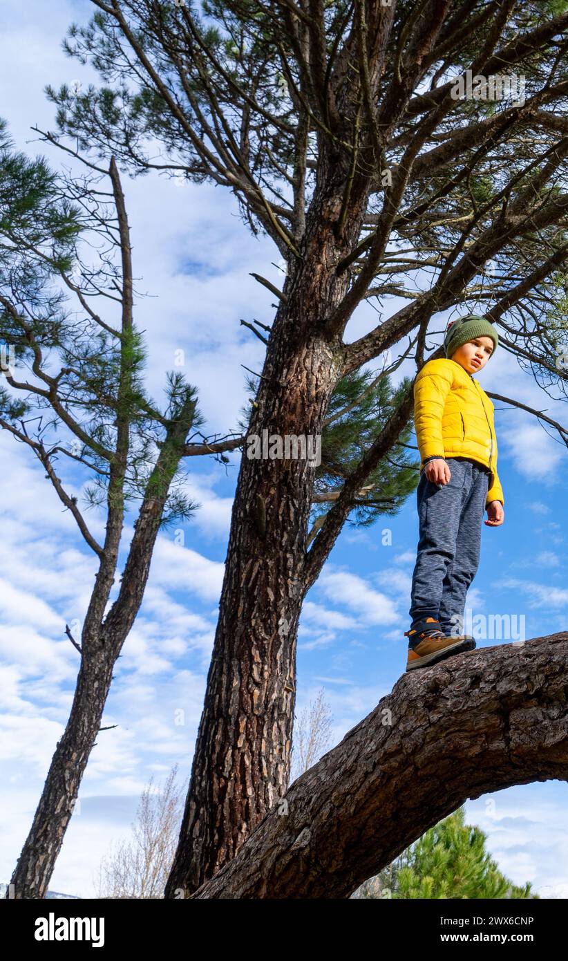 Boy climbing the trunk of a pine tree standing with winter clothes ...