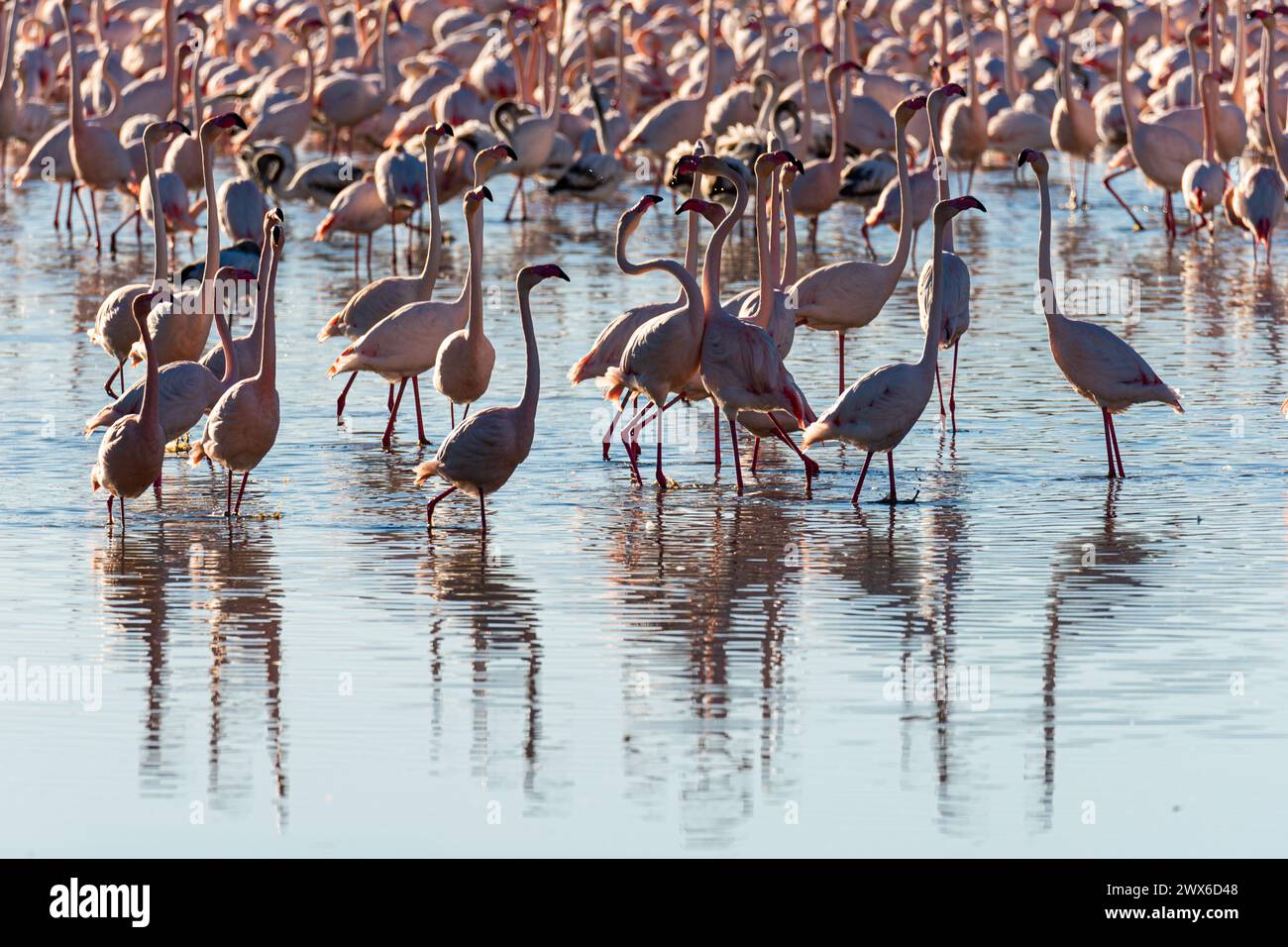 Ai brilliance hi-res stock photography and images - Alamy