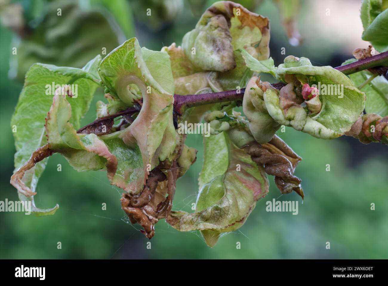 Close-up leaves of a peach tree with leaf curl disease caused by the ...