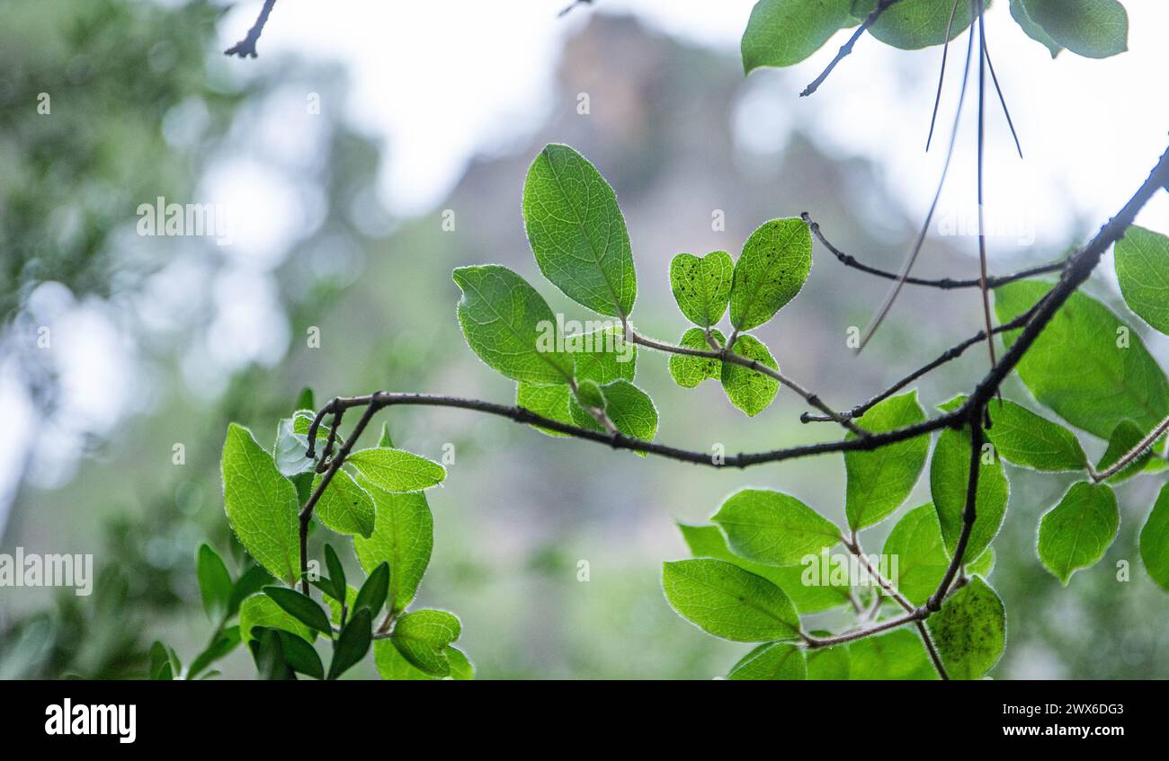 tree green leaf Stock Photo - Alamy