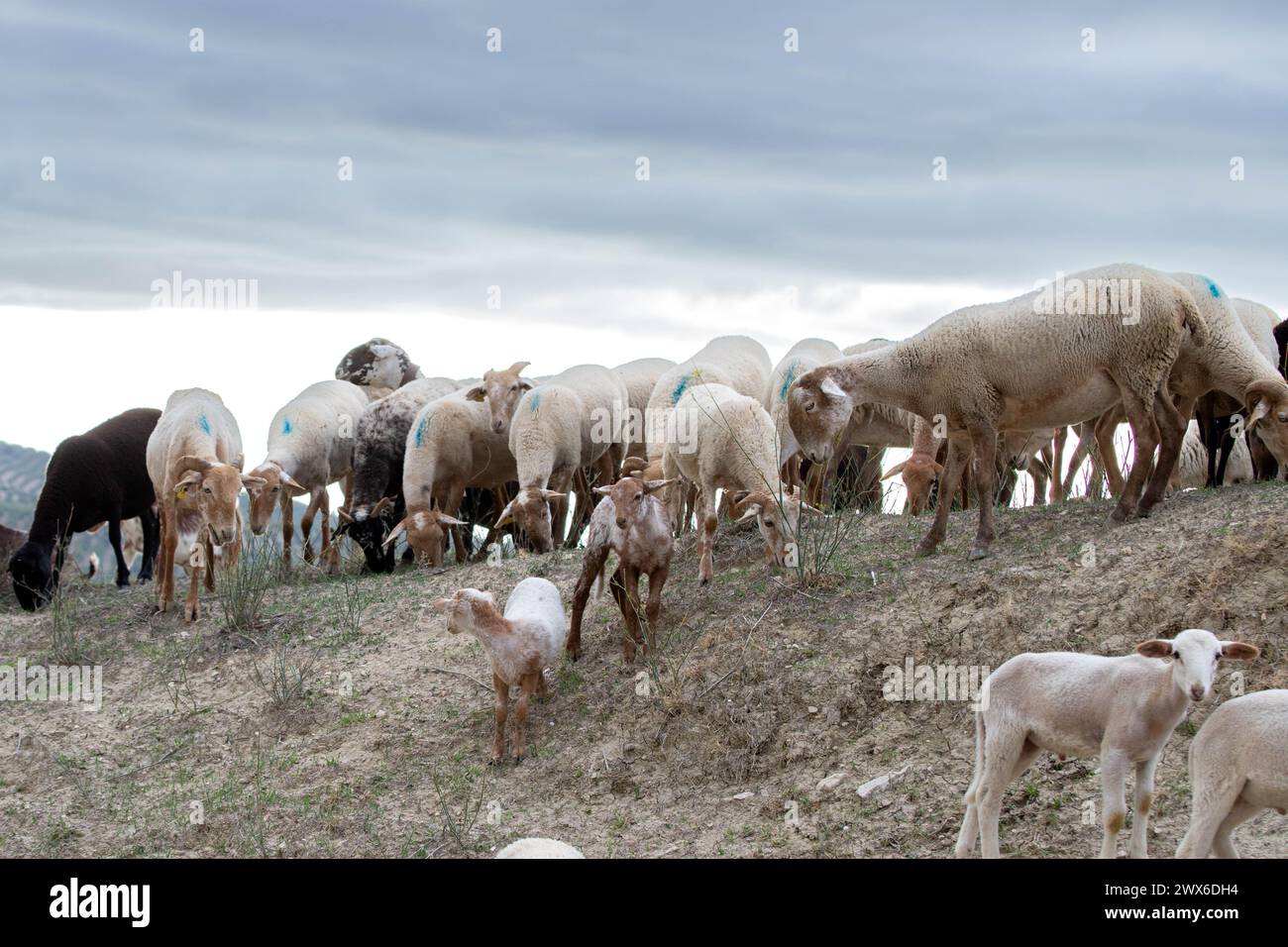 Sheep marker hi-res stock photography and images - Alamy