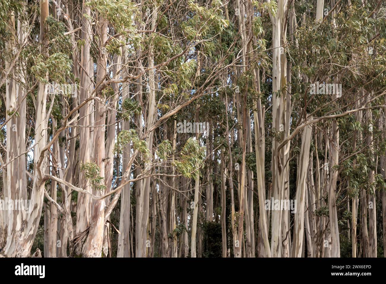 dense forest of tall, slender trees with peeling bark and green foliage ...