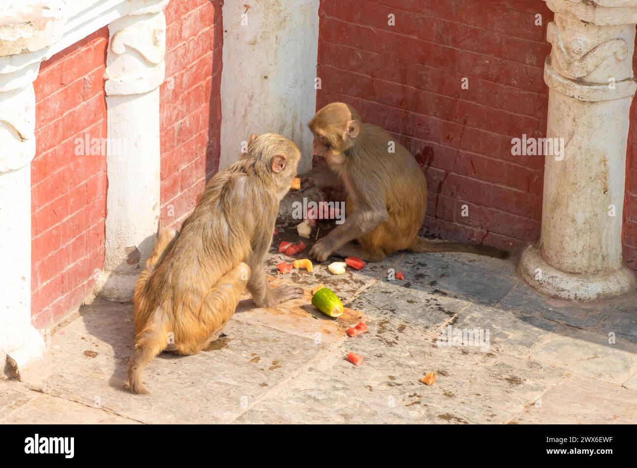 Monkeys enjoying and eating fruits at Swayambhunath, Kathmandu, Nepal ...