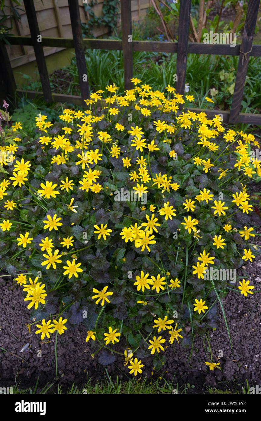 Clump of flowering lesser celandine Ficaria verna a native spring ...