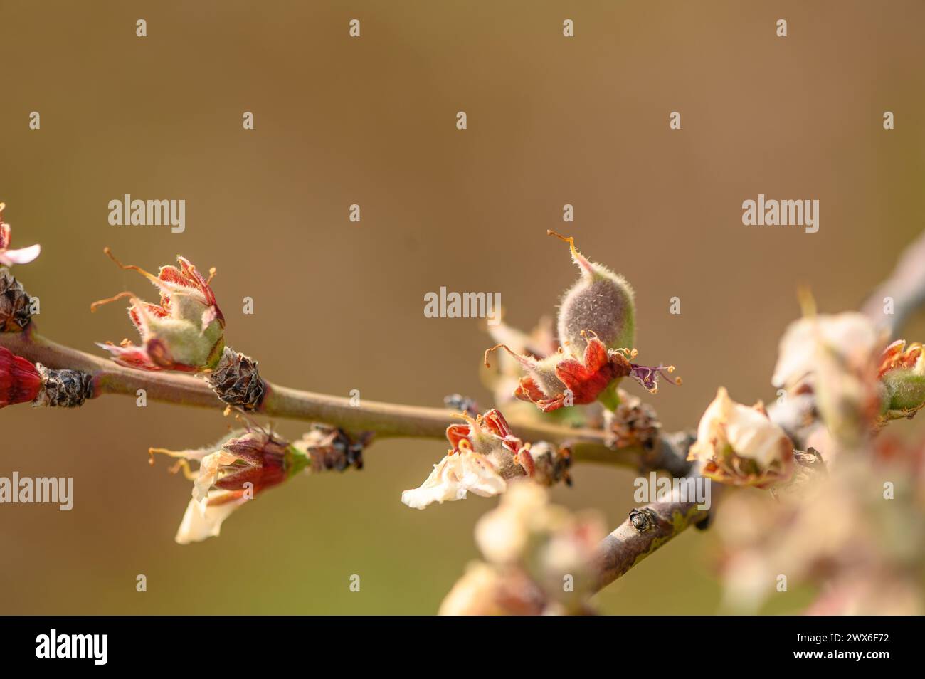 Soft shell almonds hi-res stock photography and images - Alamy