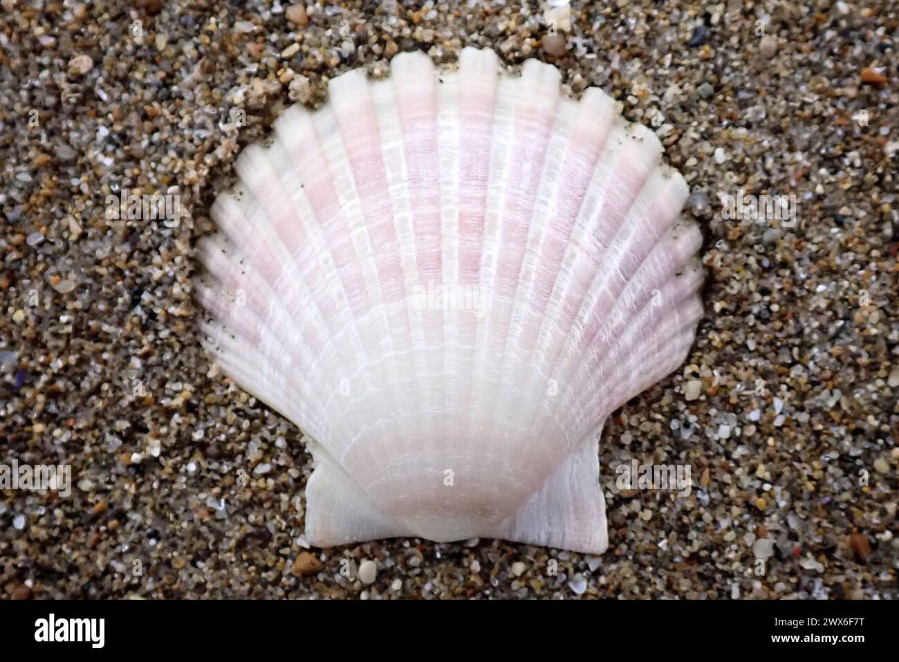 Pecten jacobaeus hi-res stock photography and images - Alamy