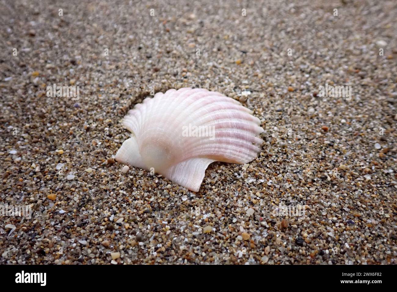 Pecten jacobaeus hi-res stock photography and images - Alamy
